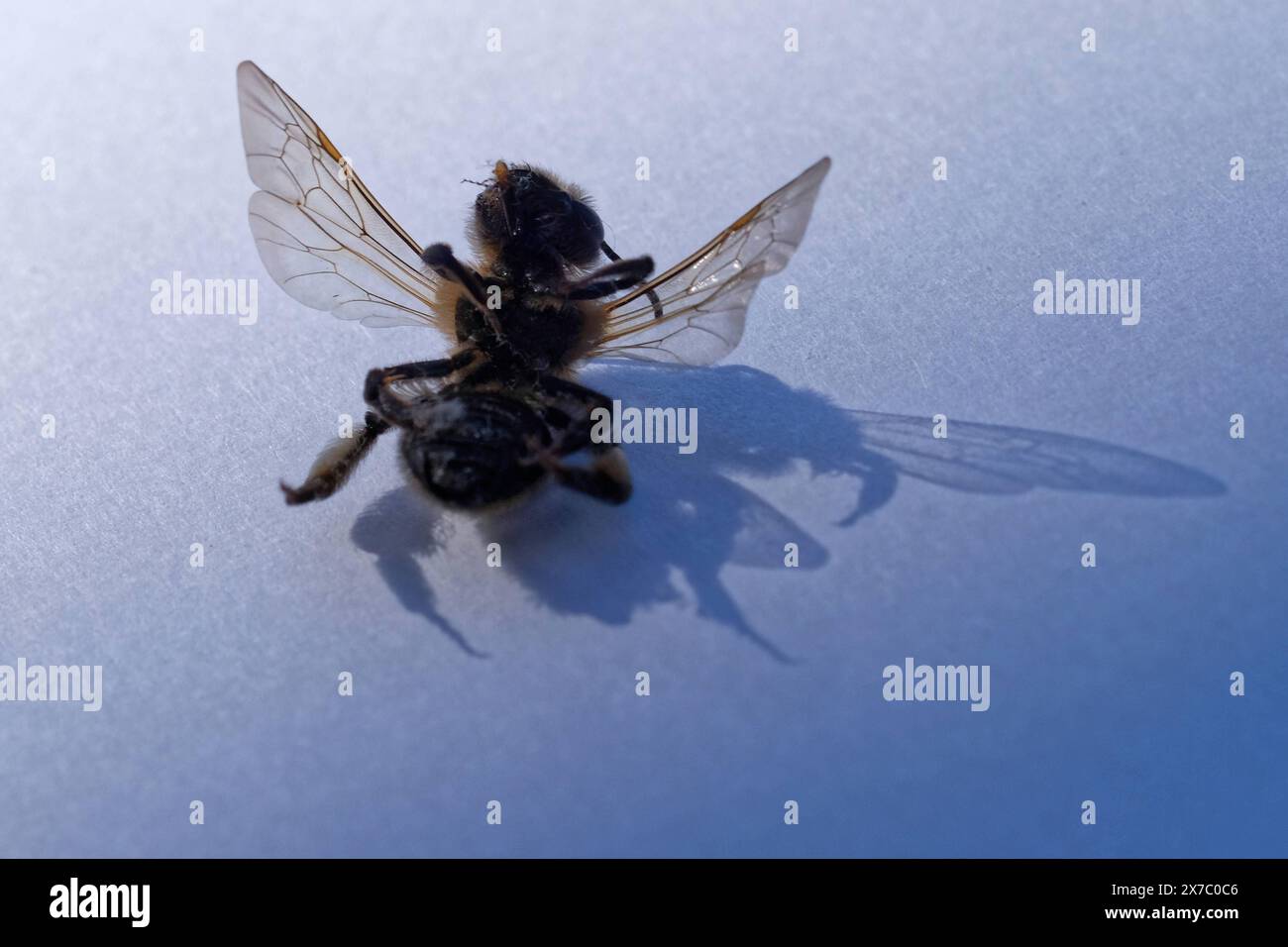 Bienenkrankheiten hi-res stock photography and images - Alamy