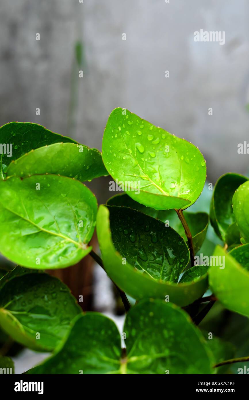 Polyscias hi-res stock photography and images - Alamy