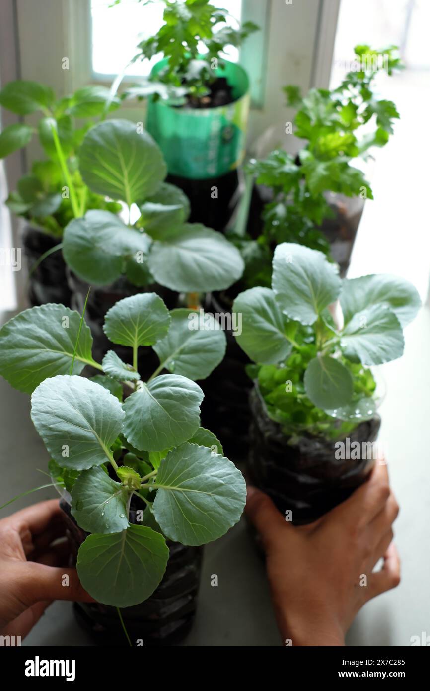 Reuse plastic bottle to make pot for plant vegetable at home garden ...
