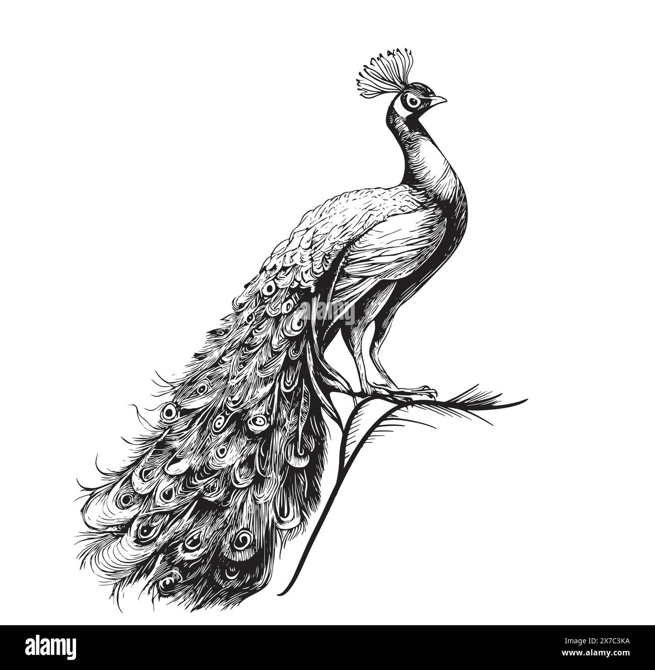 Hand Drawn Engraving Pen and Ink Peacock Vintage Vector Illustration ...