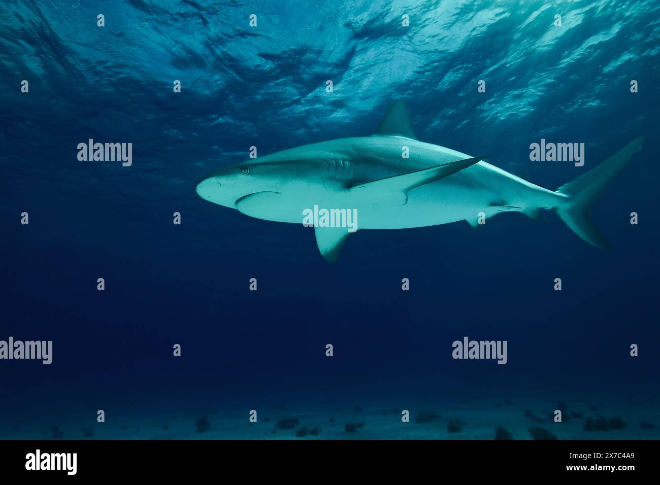 Shark dive tiger beach Bahamas Stock Photo - Alamy