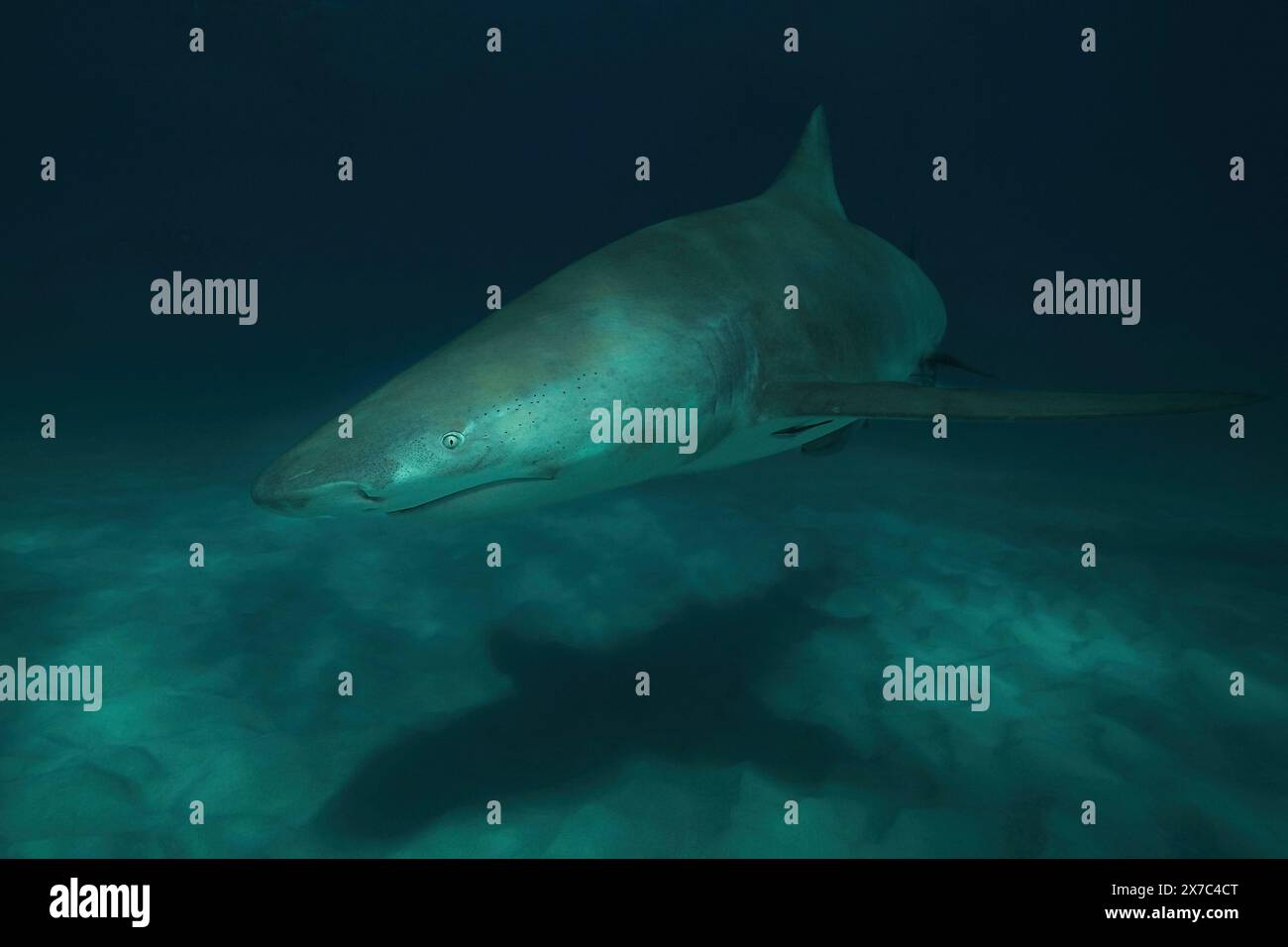 Shark dive tiger beach Bahamas Stock Photo - Alamy