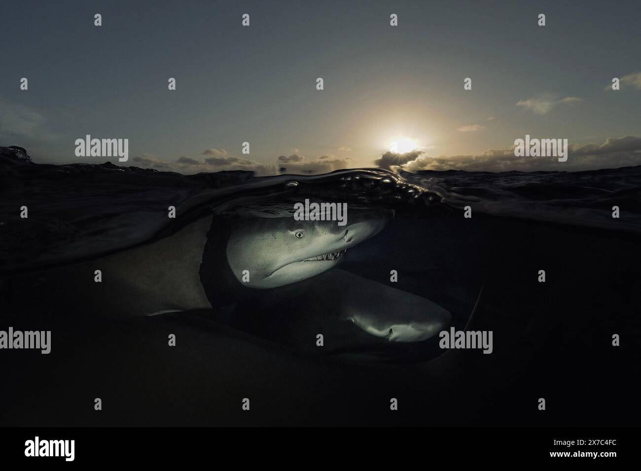 Shark dive tiger beach Bahamas Stock Photo - Alamy