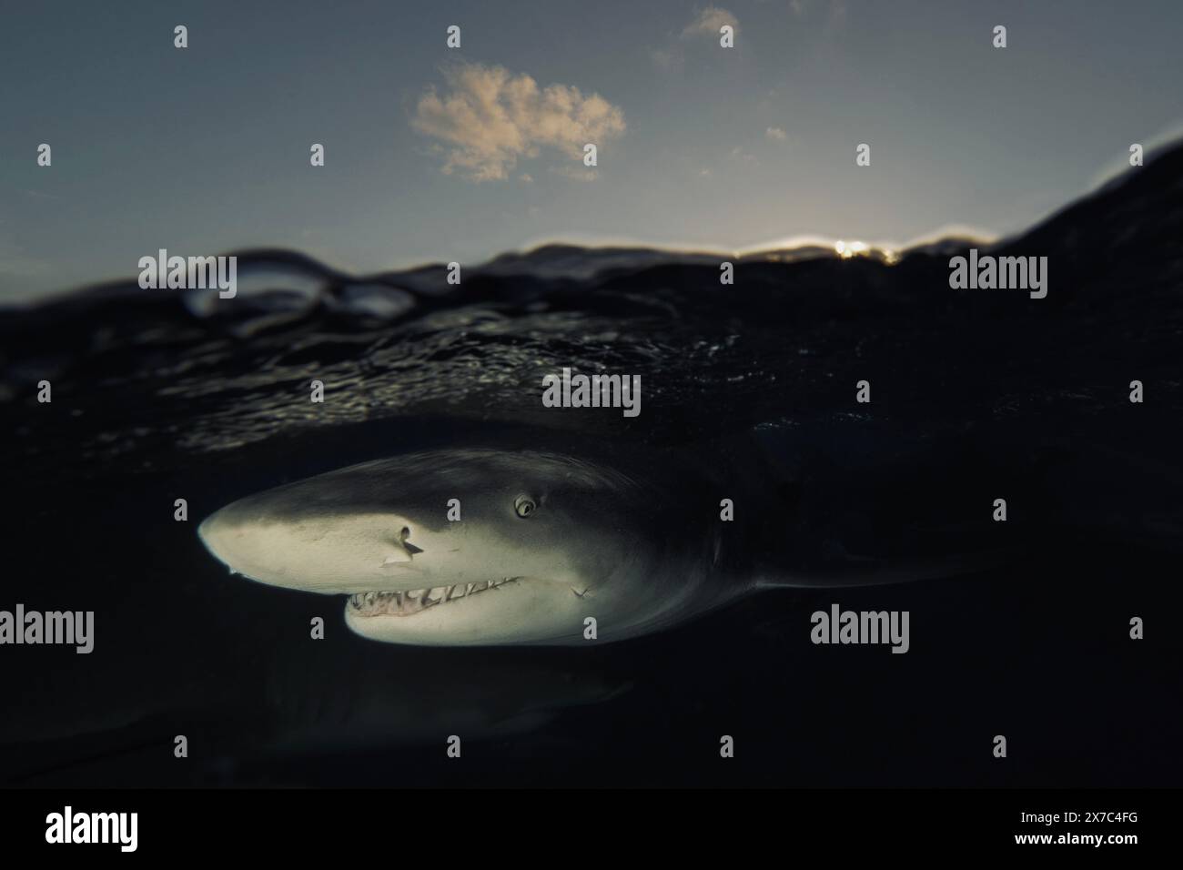 Shark dive tiger beach Bahamas Stock Photo - Alamy