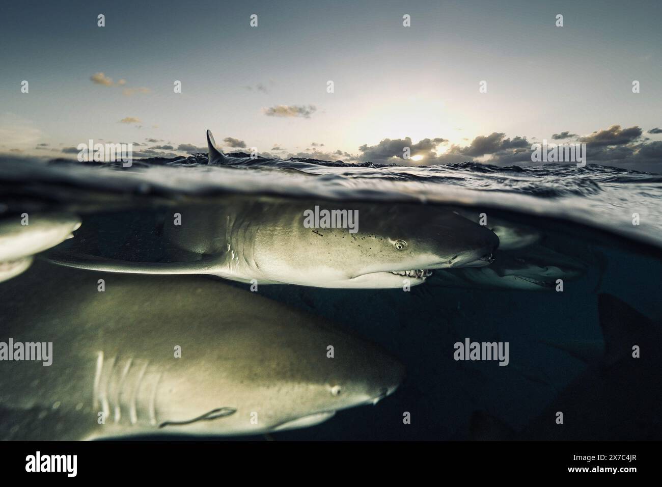 Shark dive tiger beach Bahamas Stock Photo - Alamy