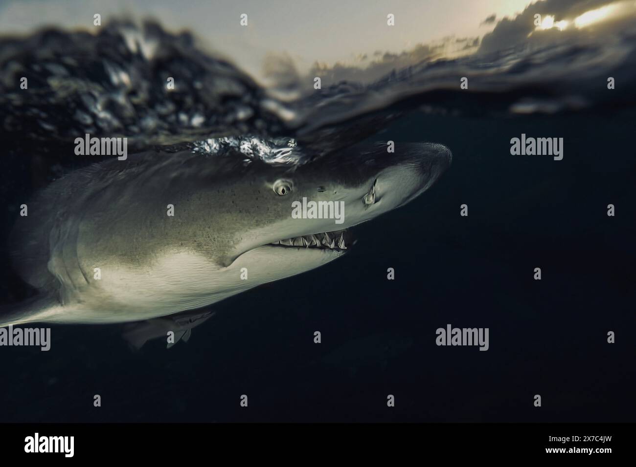 Shark dive tiger beach Bahamas Stock Photo - Alamy