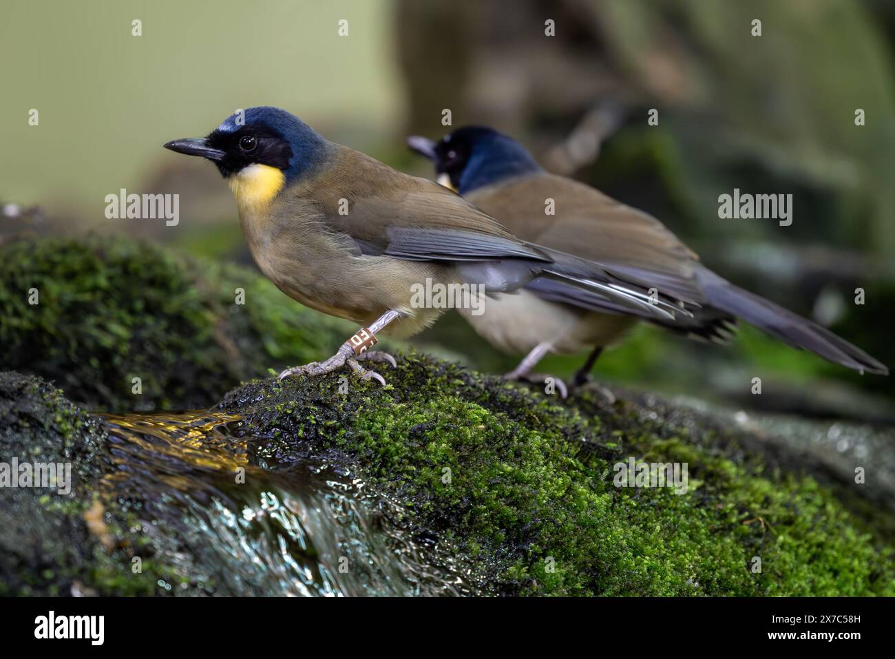 Blue-crowned Laughingthrush - Pterorhinus courtoisi, critically ...