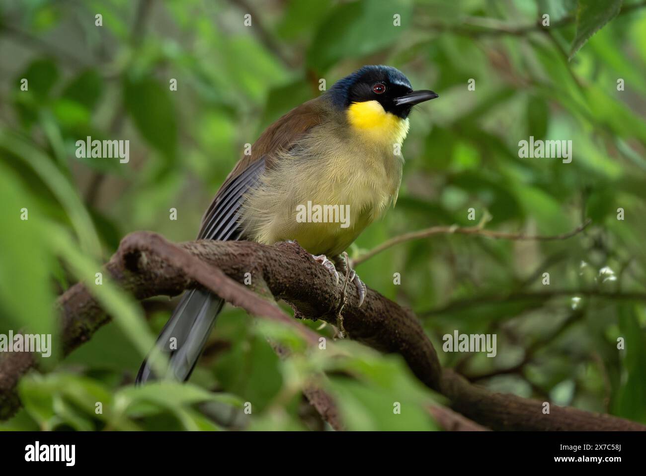 Blue-crowned Laughingthrush - Pterorhinus courtoisi, critically ...