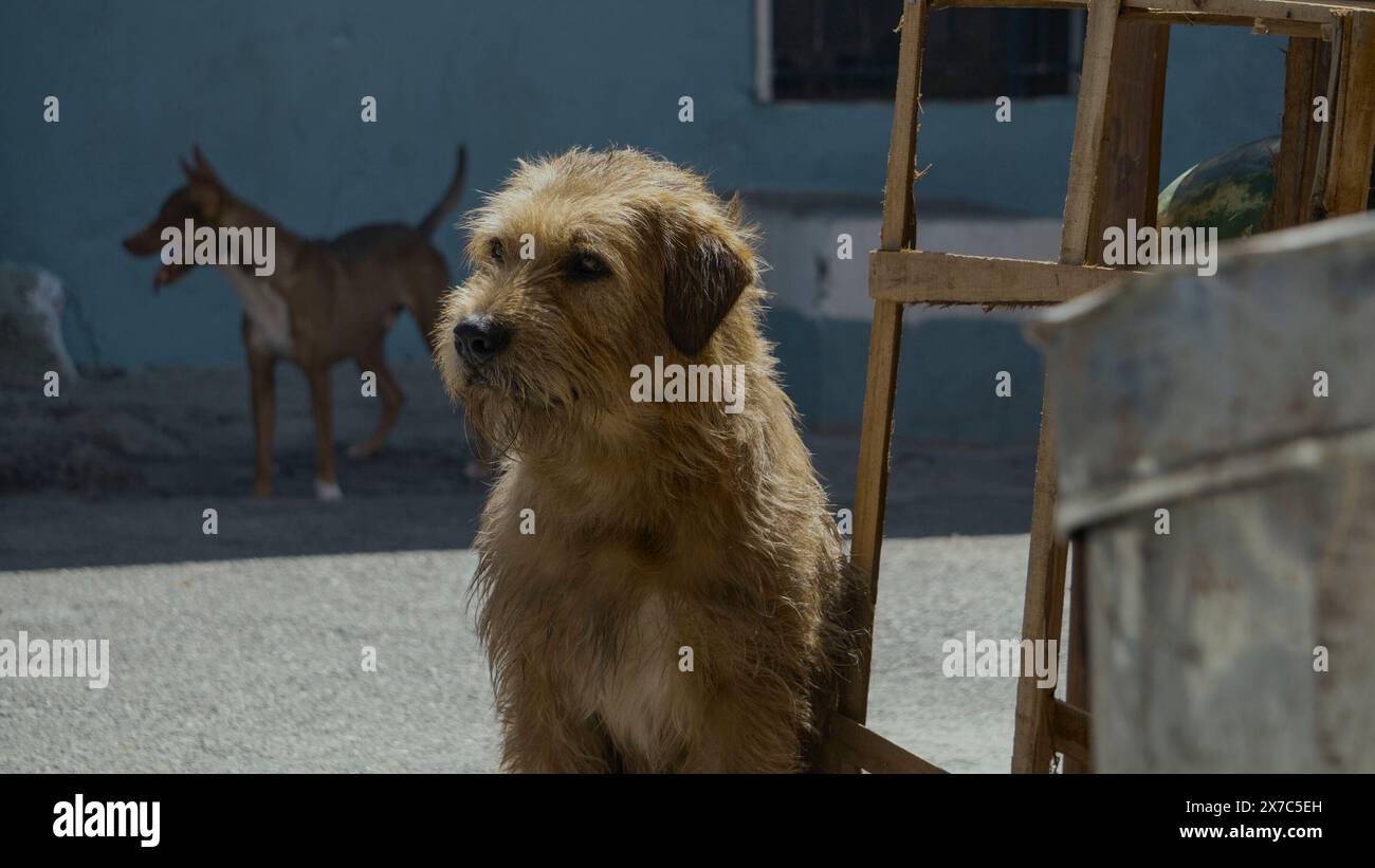 ARTHUR THE KING (2024), directed by SIMON CELLAN JONES. Credit ...