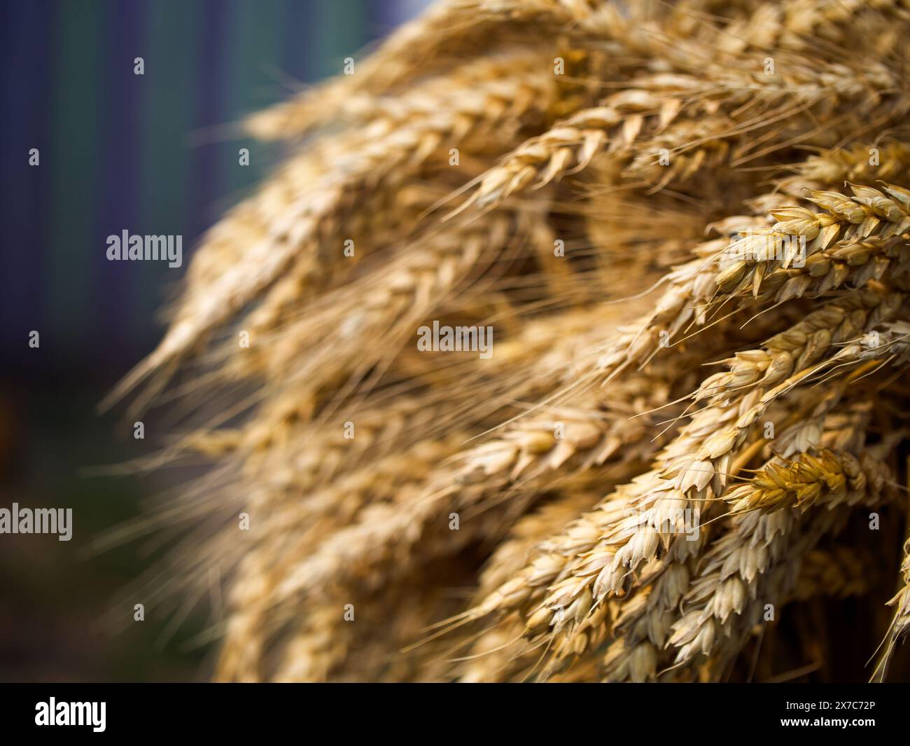 The rich texture of golden wheat grains highlighted, embodying natural ...