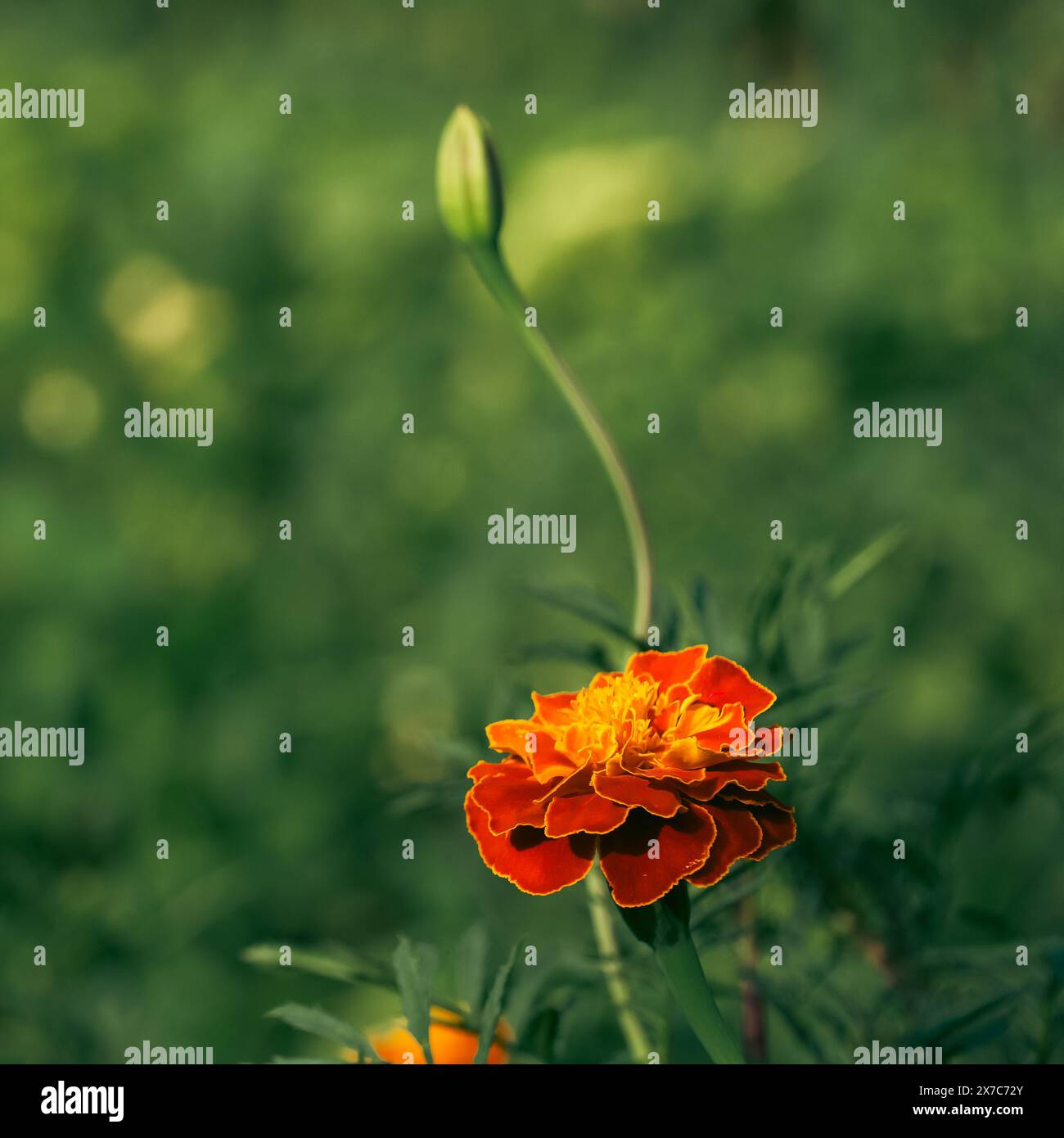 A radiant marigold stands out against a blurred greenery backdrop; an ...
