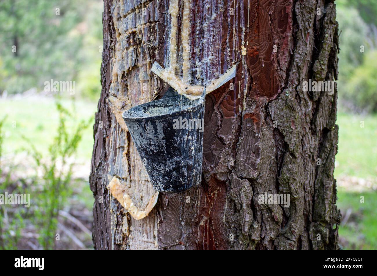 Resinous pine sap appears when coniferous wood is damaged, Sierra ...