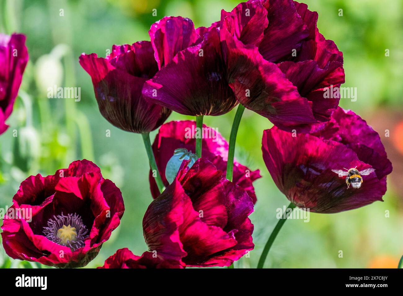 London, UK. 19 May 2024. Bees enjoy The Octavia Hill Garden by Blue ...