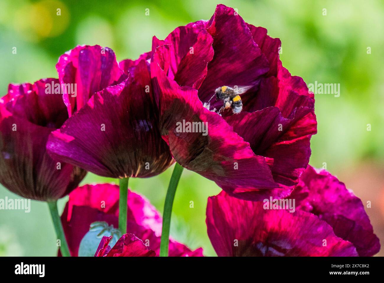 London, UK. 19th May, 2024. Bees enjoy The Octavia Hill Garden by Blue ...
