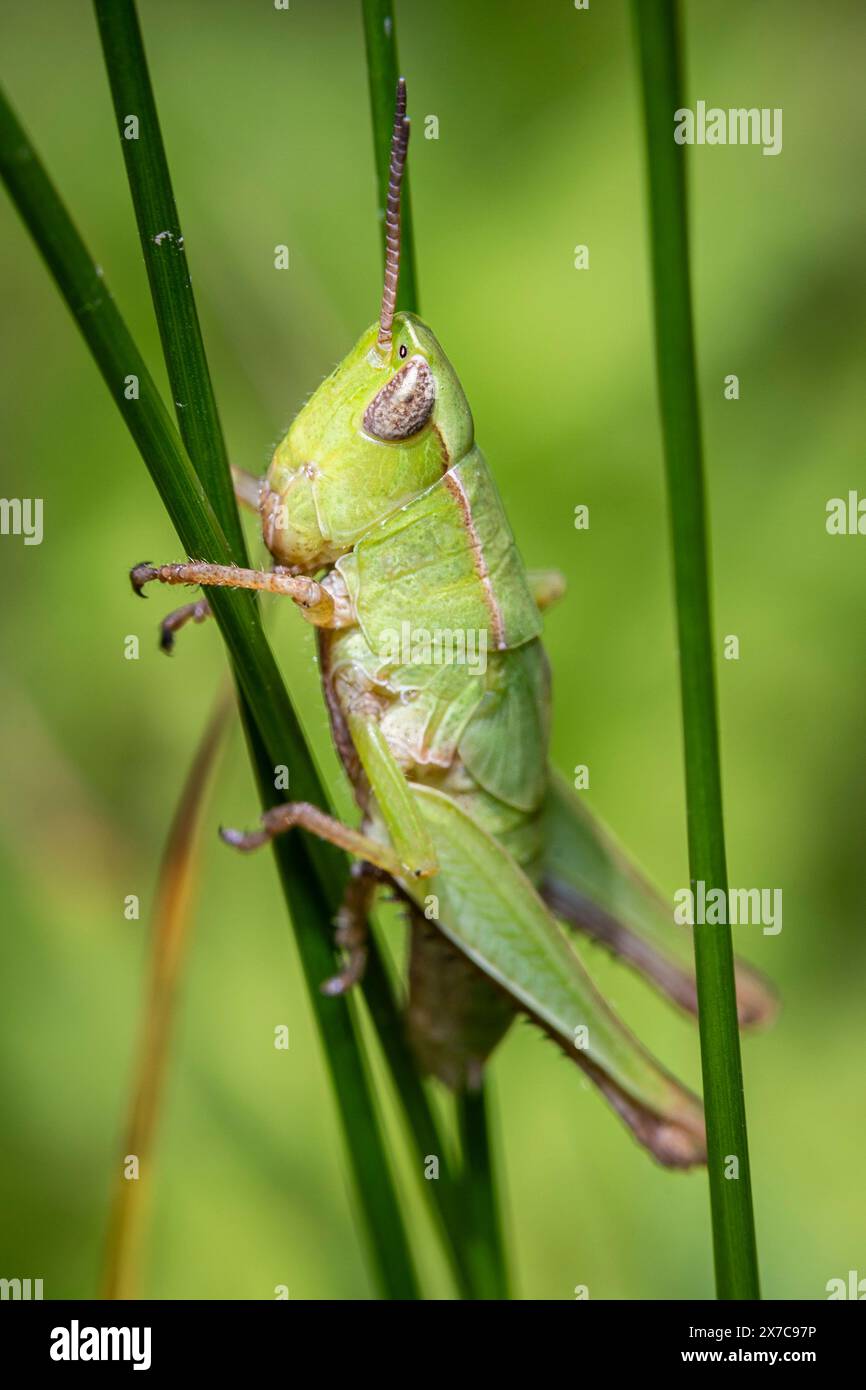A small green grasshopper embarks on a journey up a slender blade of ...