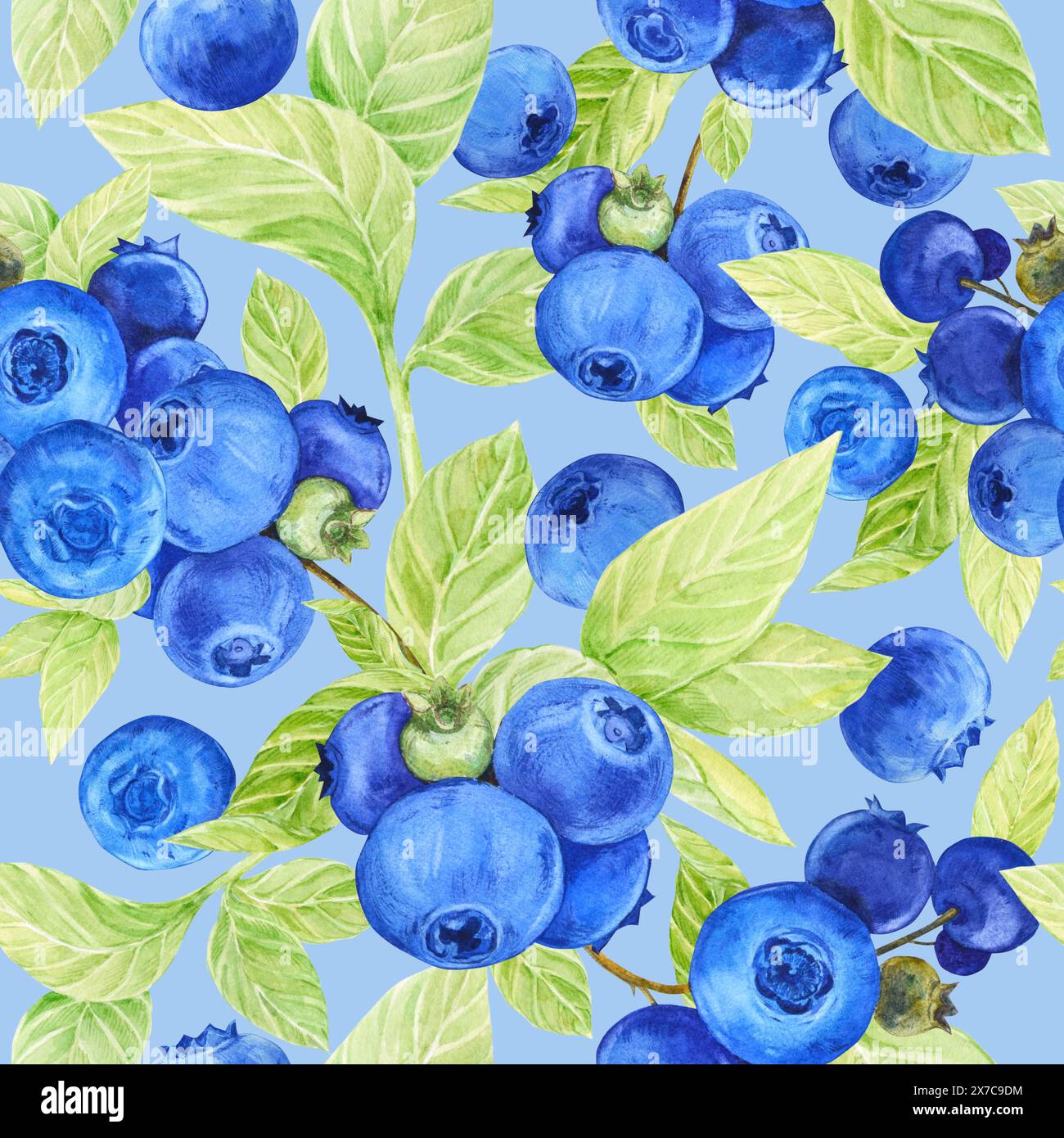 Blueberry watercolor pattern. Seamless pattern of ripe berries on a ...
