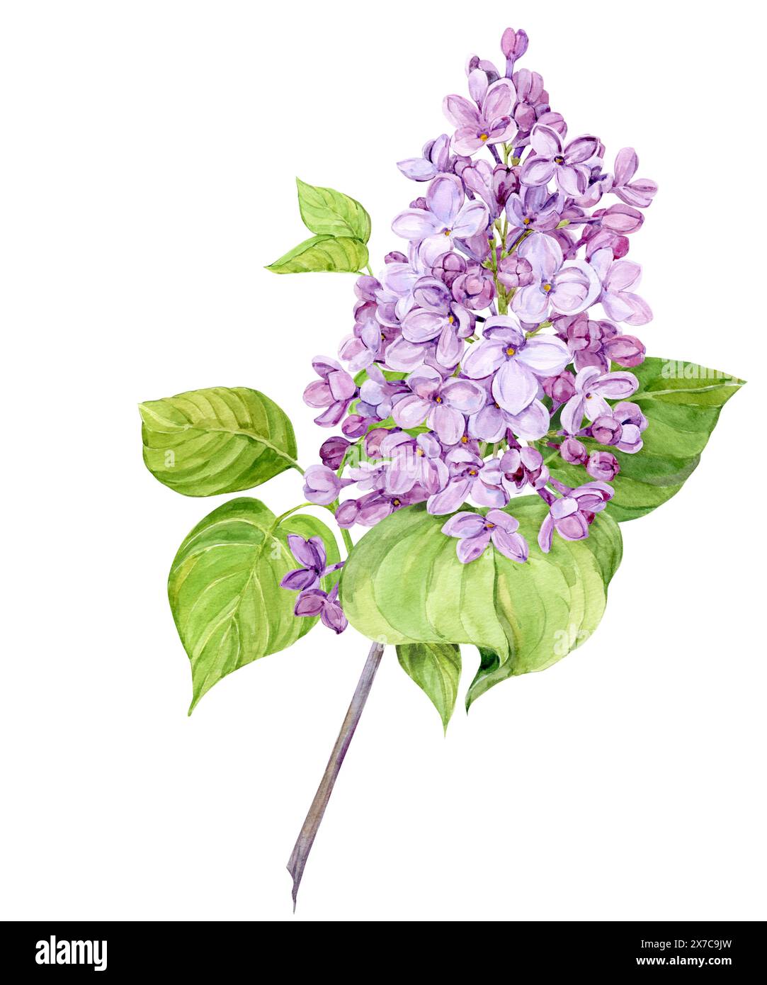 Watercolor illustration of lilac. Branch of purple syringa with leaves ...