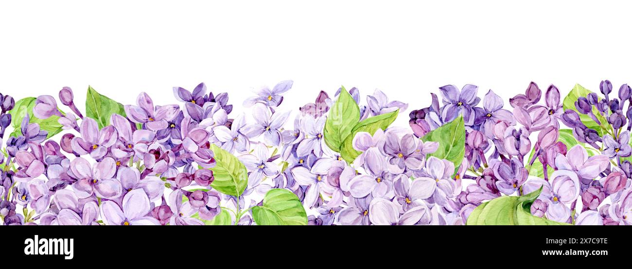 Watercolor illustration of lilac. Horizontal banner with purple syringa ...