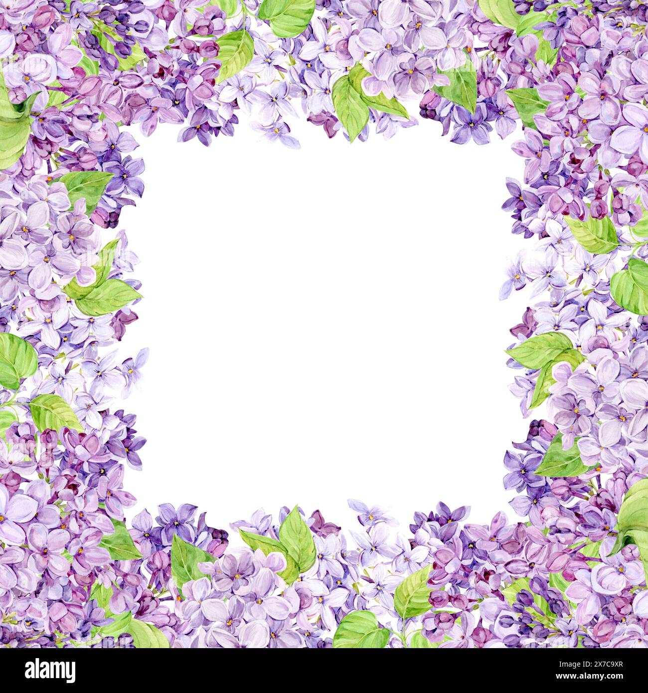 Watercolor frame with purple lilac on a transparent background. Square ...
