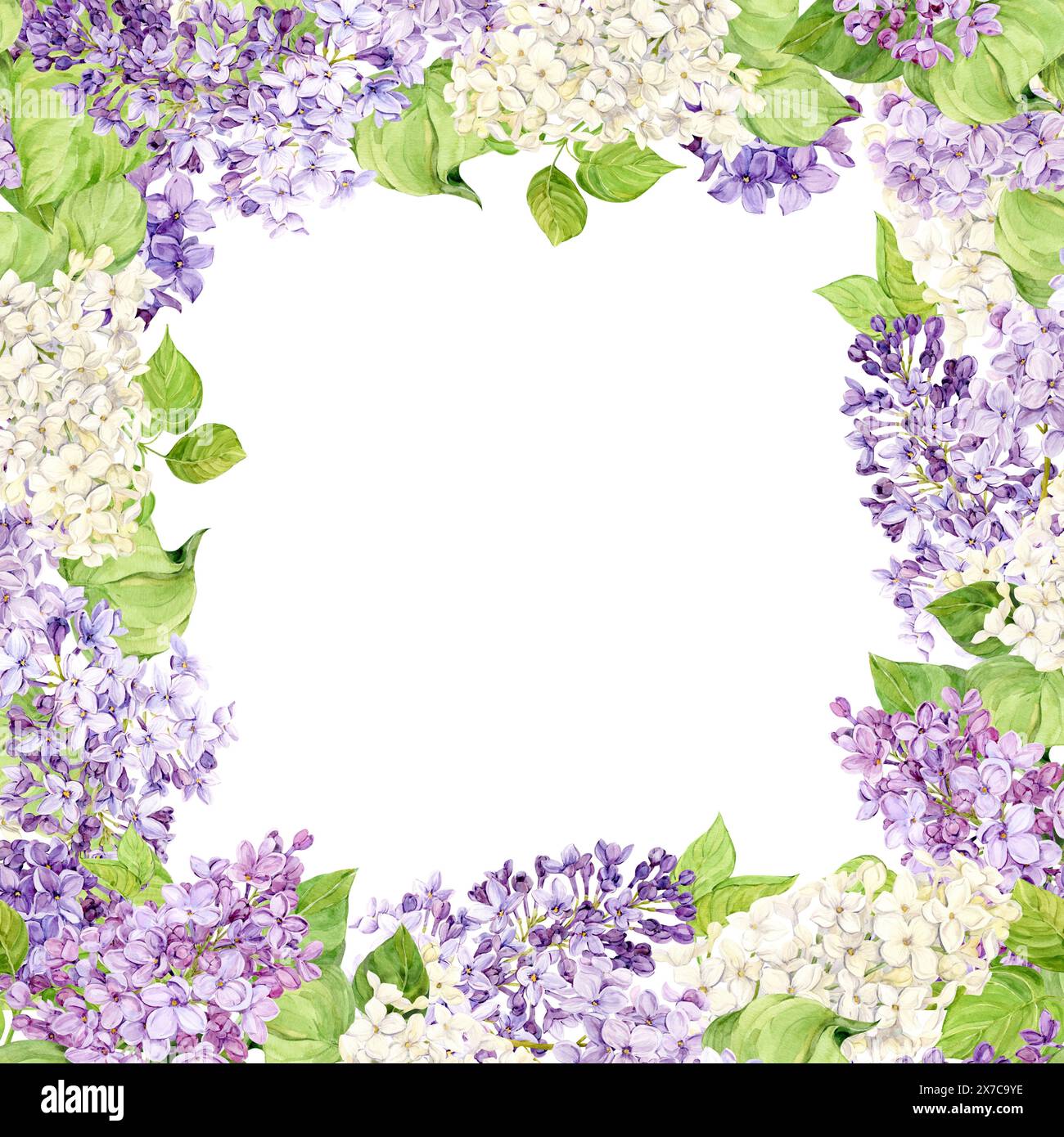 Square frame with spring flowers. Watercolor lilac for wedding ...