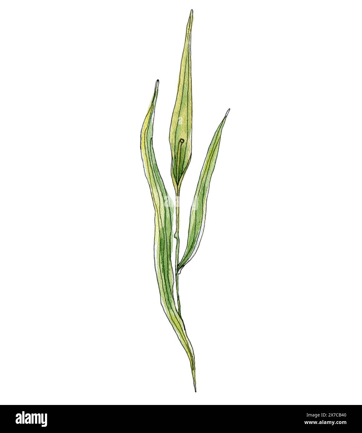 Green grass watercolor detailed illustration. Hand drawn realistic ...