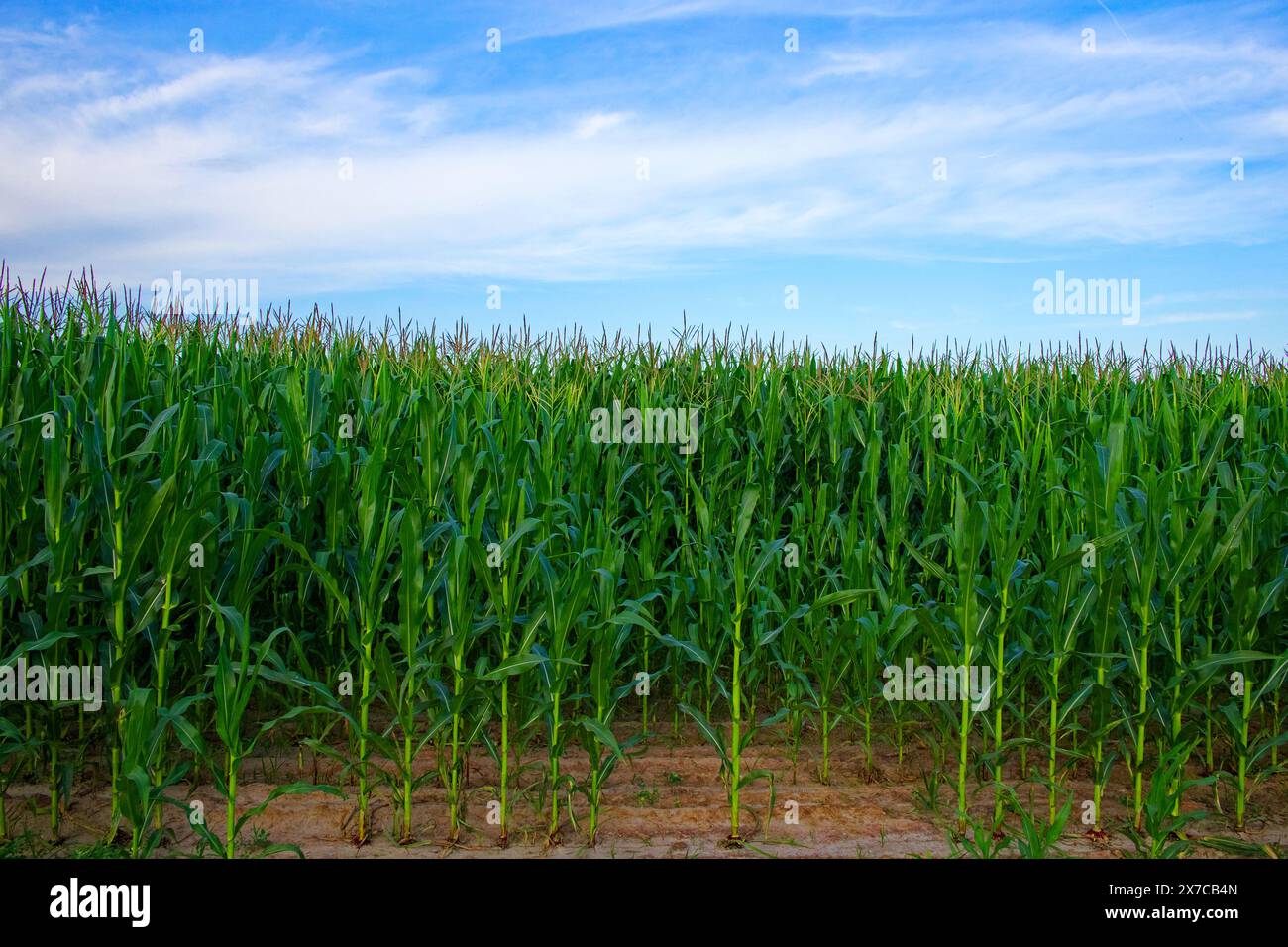 A field full of tall, healthy corn plants Stock Photo - Alamy