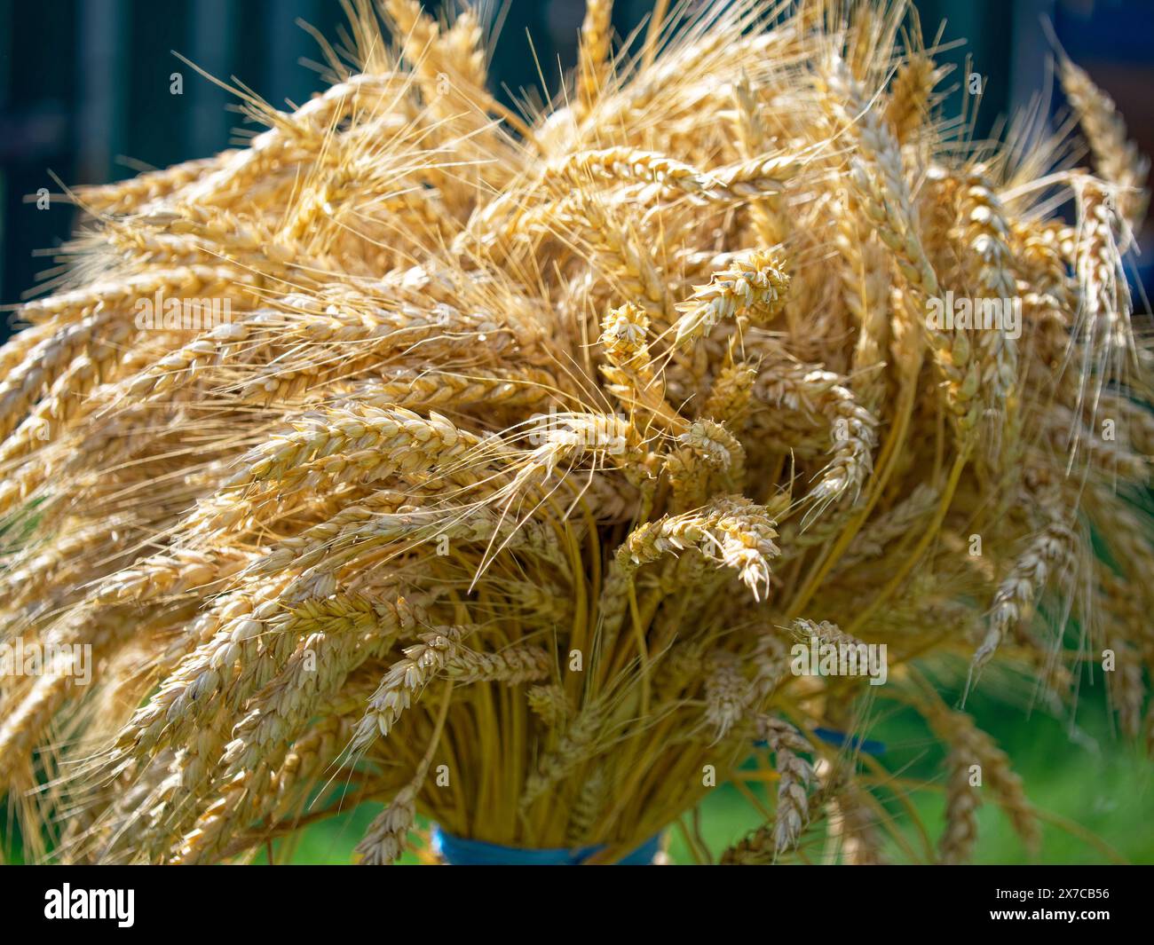 Cycles grain hi-res stock photography and images - Alamy