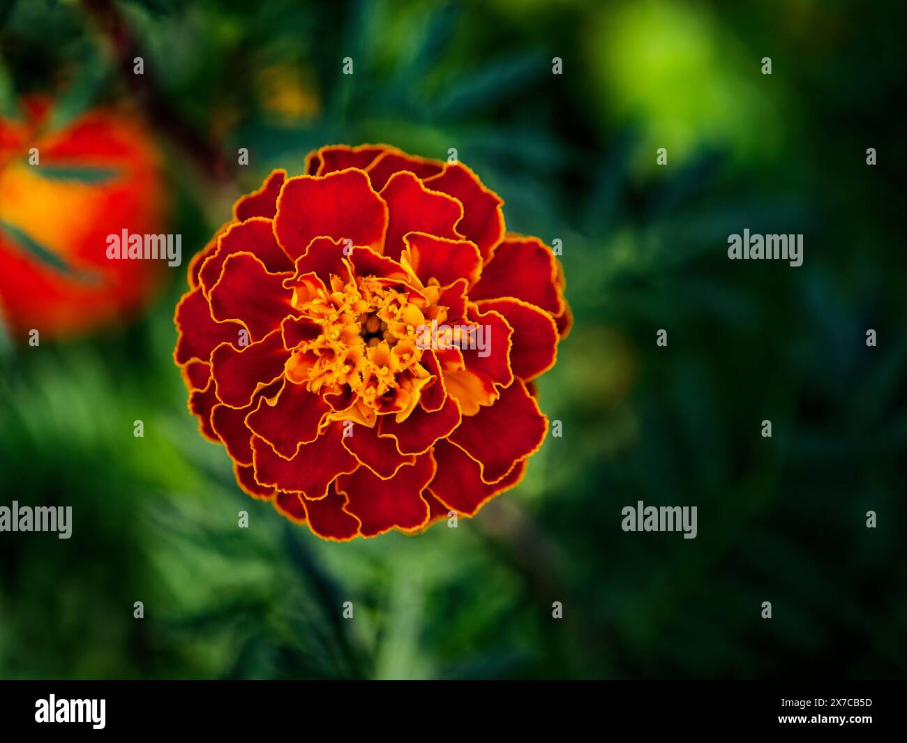 A close-up of a marigold flower revealing the contrast between its ...