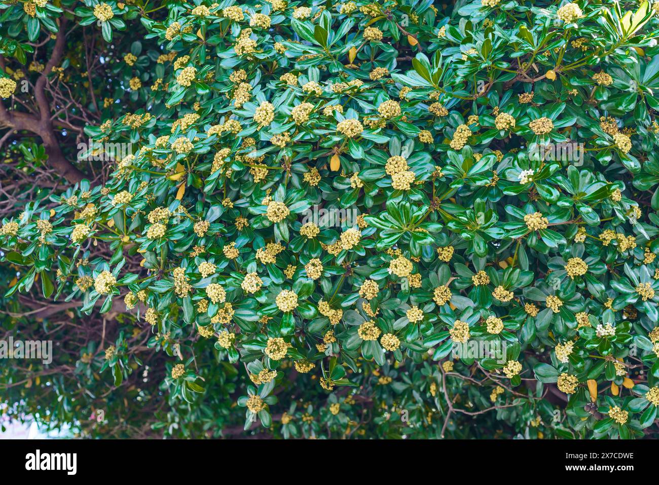 The Japanese cheese wood is also known as Japanese pittosporum ...