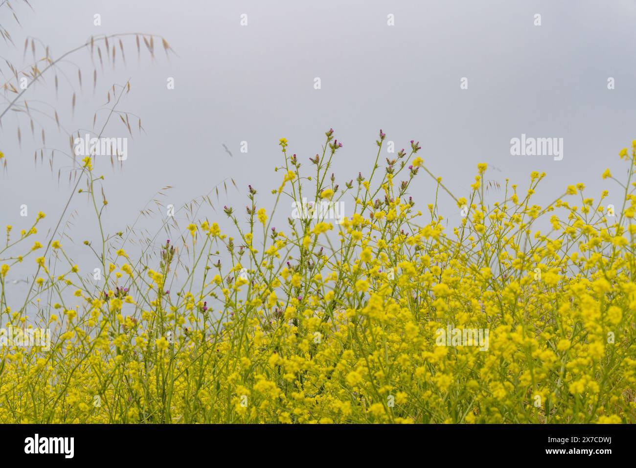 The yellow bloom of mustard wildflowers on the beach on a gloomy foggy ...