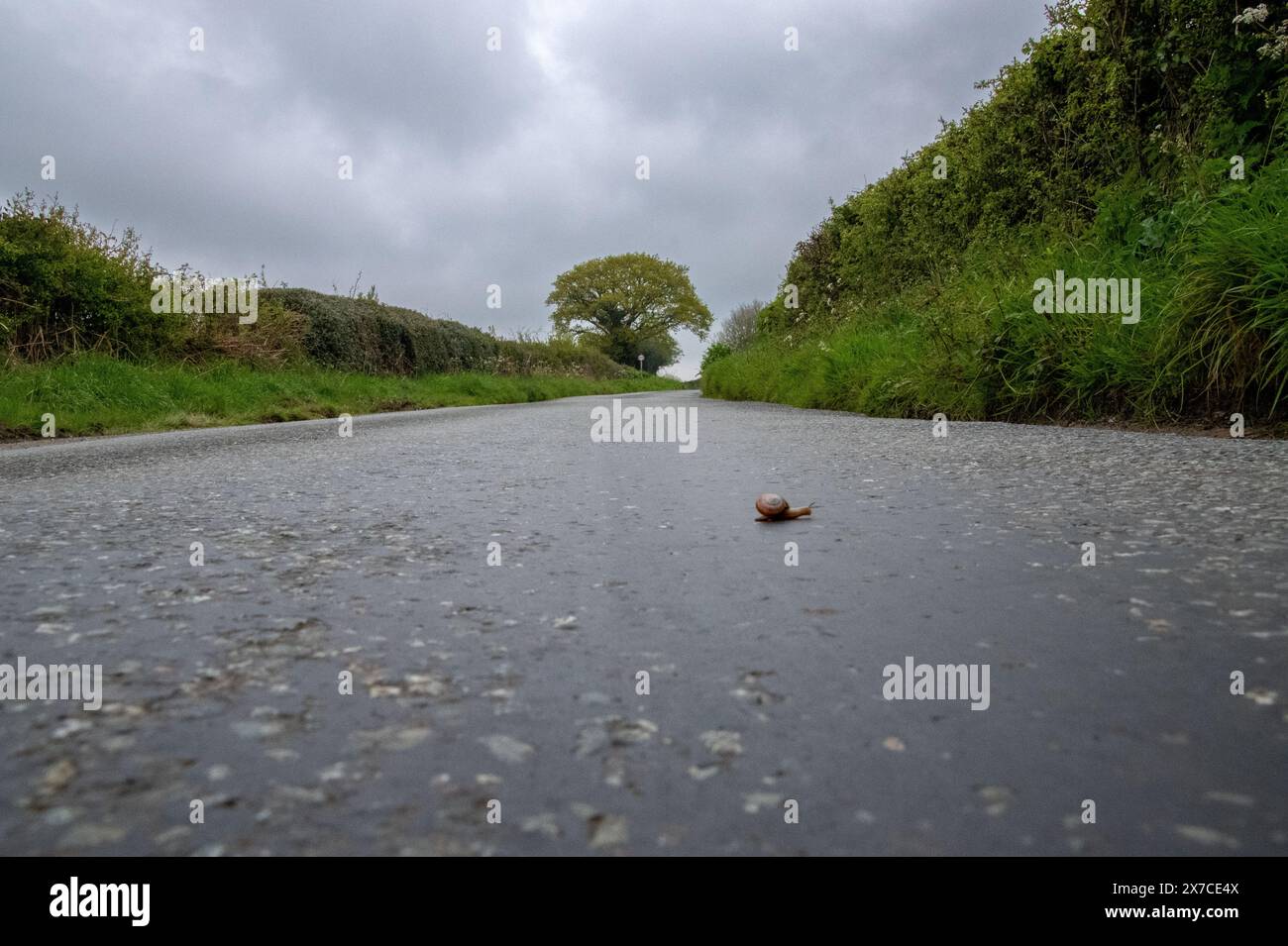 snali crossing the road on an english highway in the country side ...