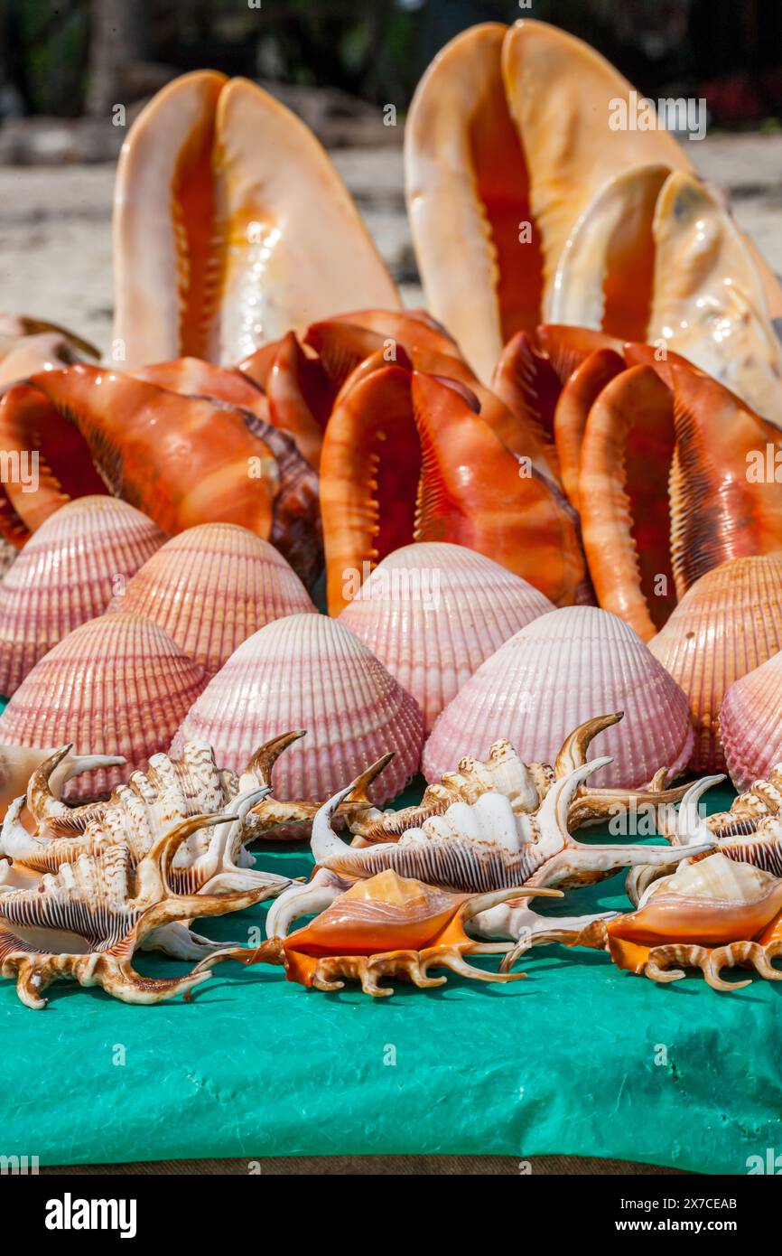 Tropical sea shells for sale hi-res stock photography and images - Alamy