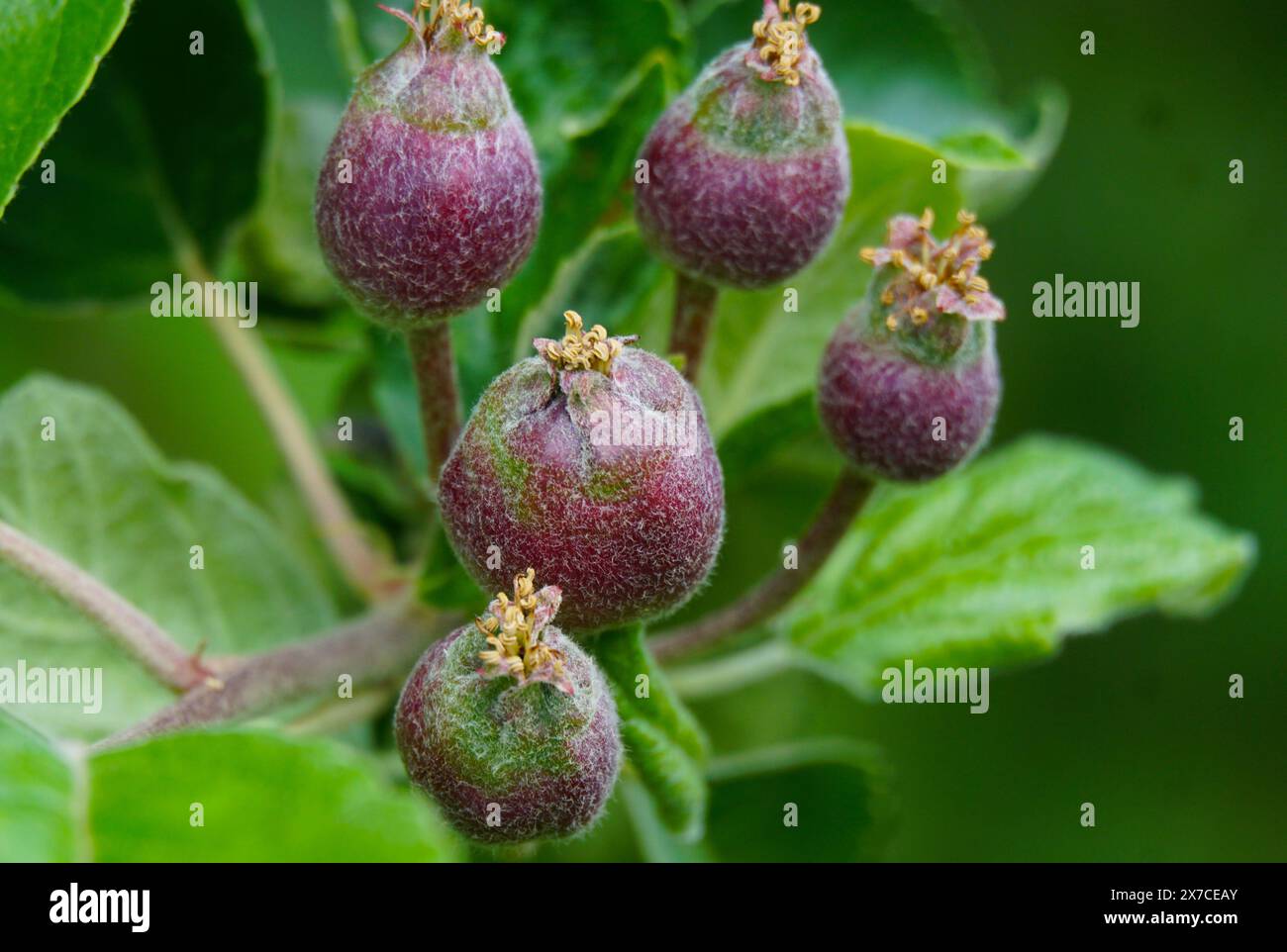 apple ovary, young apple growing on the tree in an apple orchard Stock ...