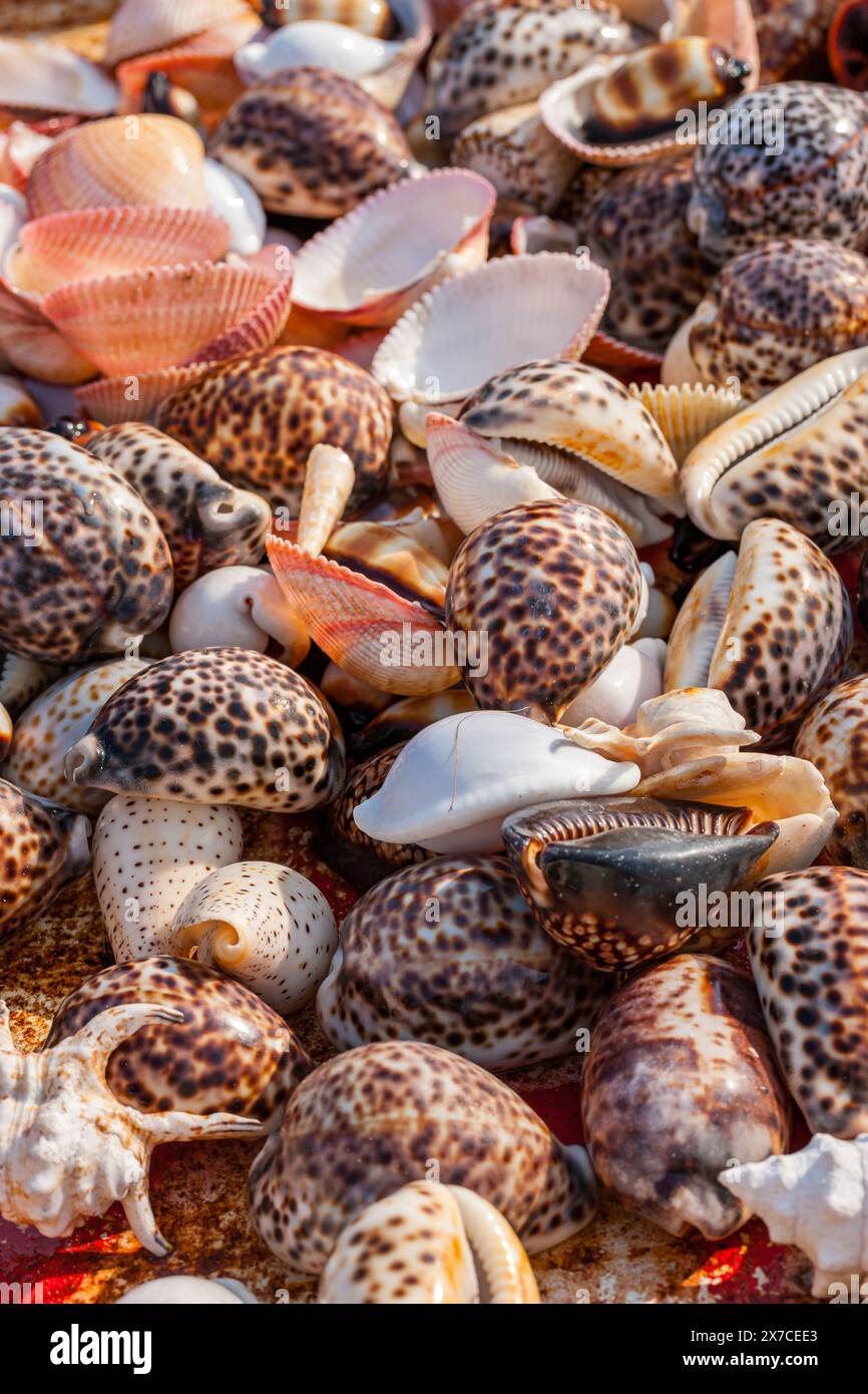 Shells zanzibar tanzania africa hi-res stock photography and images - Alamy