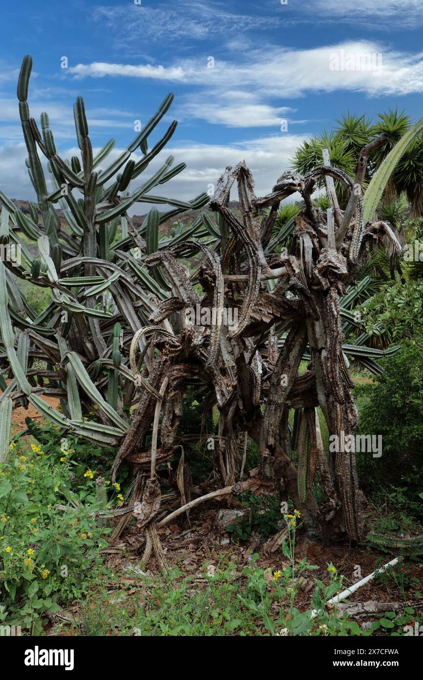 A large, sprawling Columnar Cereus Cactus with half of its branches ...