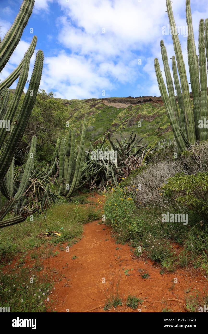 A red, dirt trail leading through Columnar Cereus Cacti, trees and ...