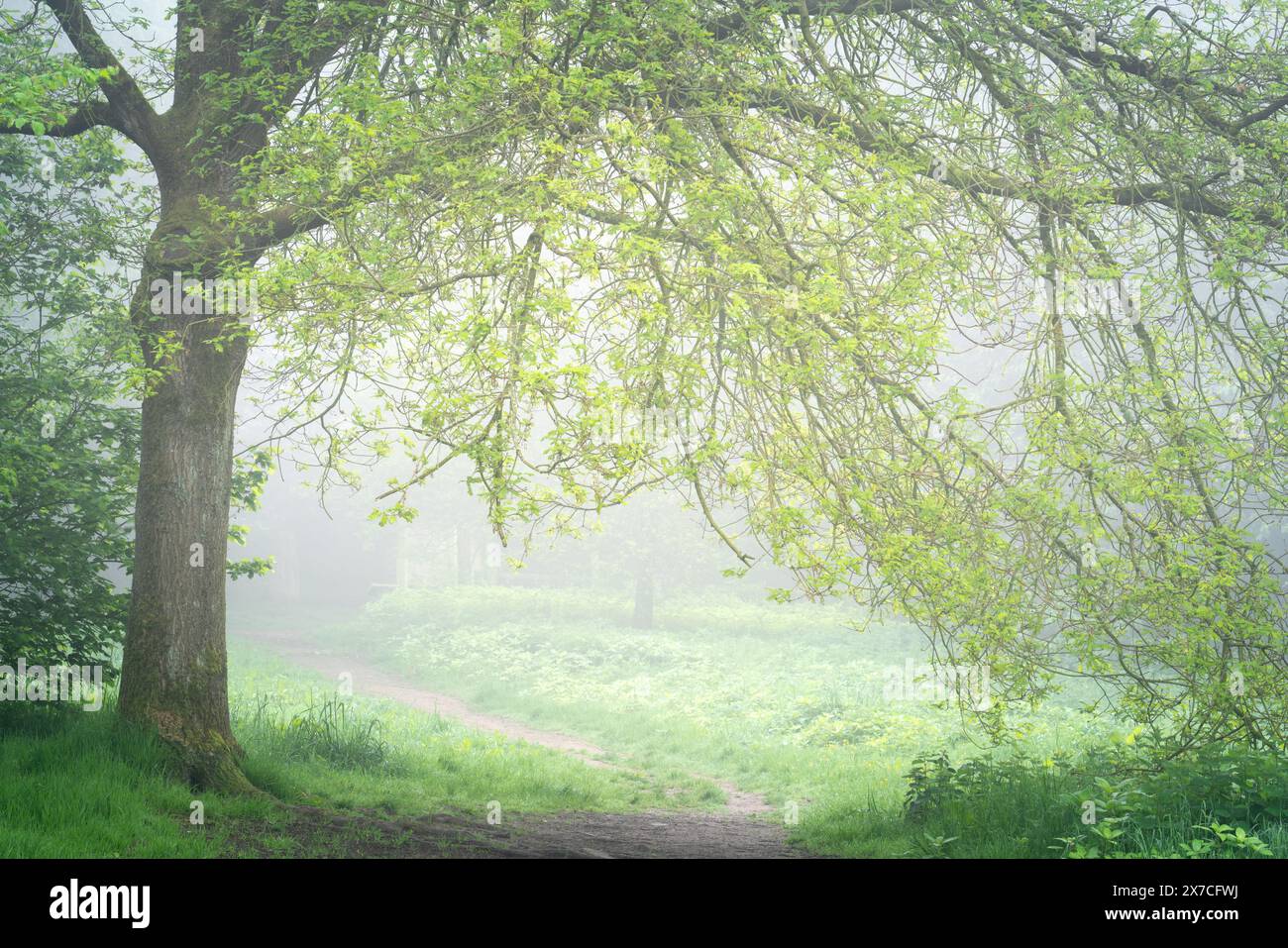 Late spring greens pop against the soft background of a misty spring ...