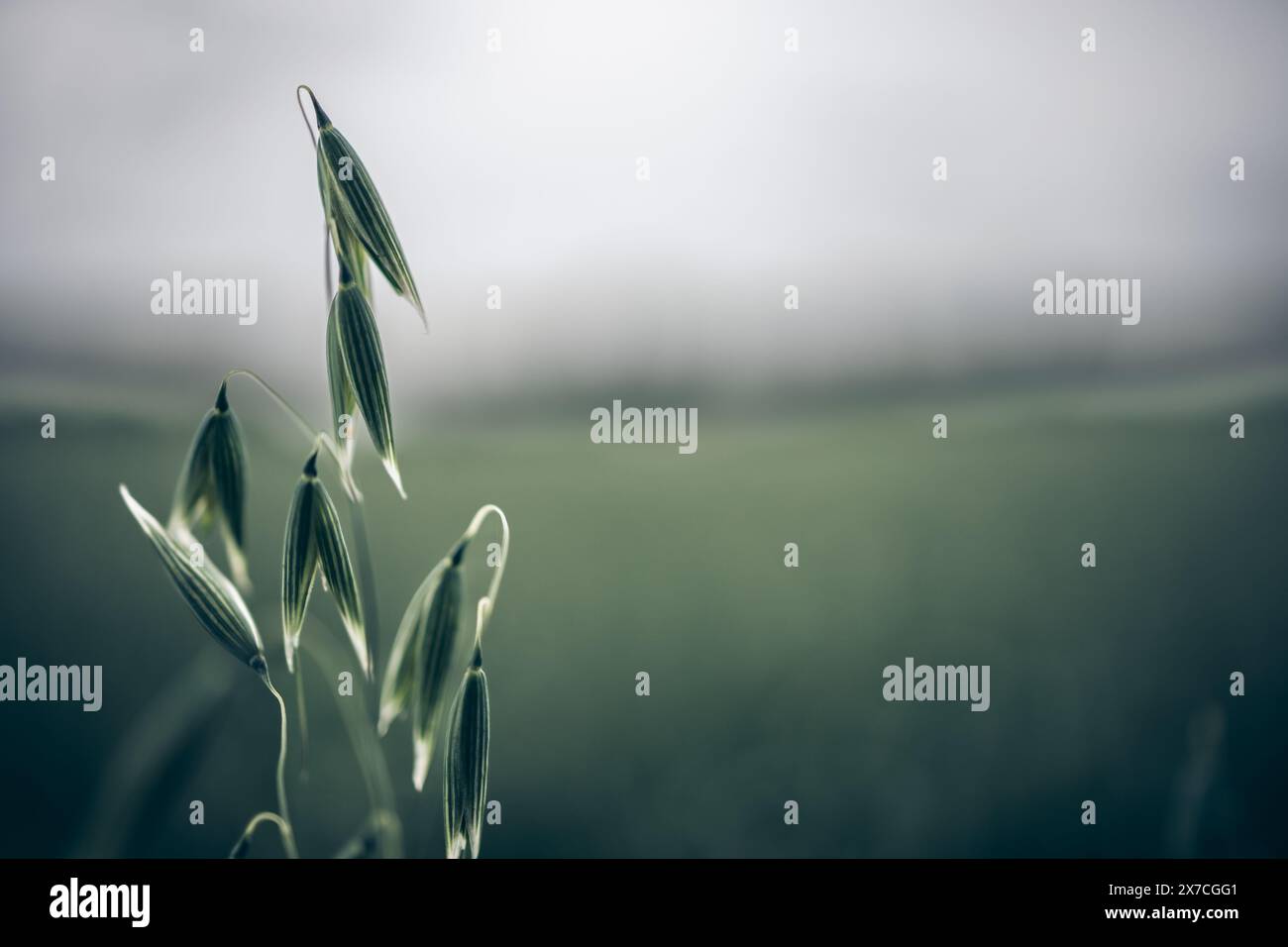 Green grainfield hi-res stock photography and images - Alamy