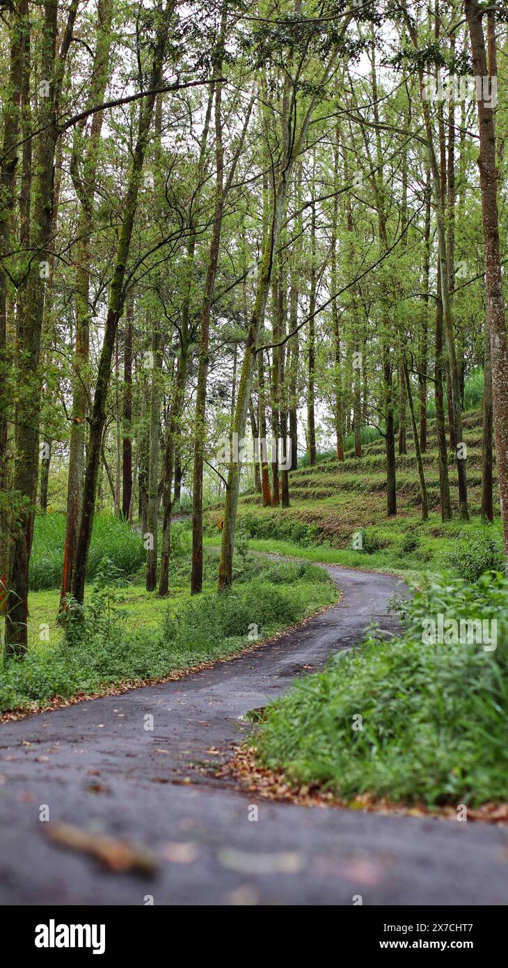 the atmosphere of a small road in the middle of a calm tropical forest ...