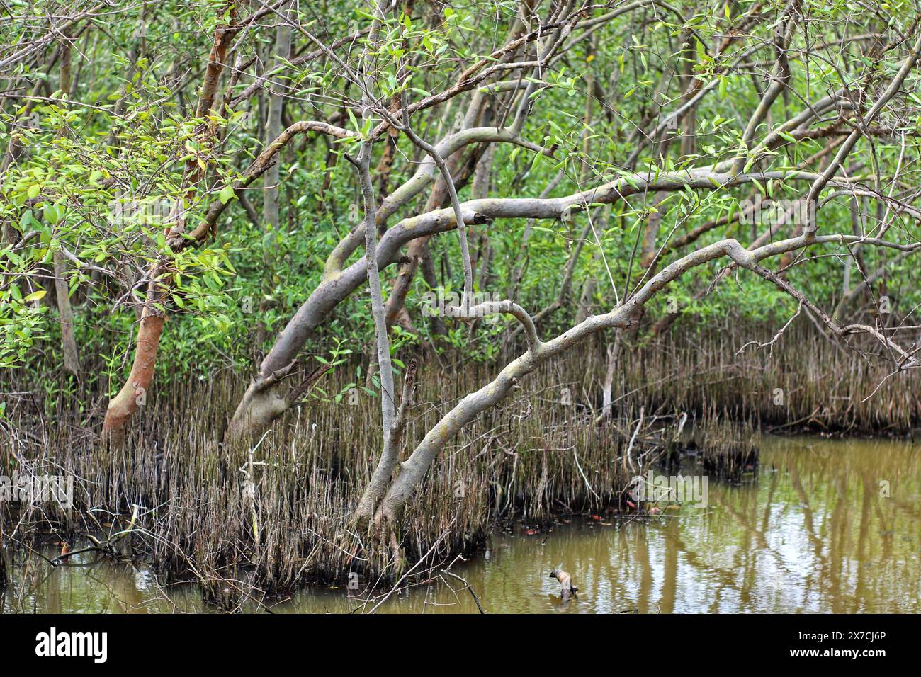 mangrove trees with dense roots in conservation forests Stock Photo - Alamy