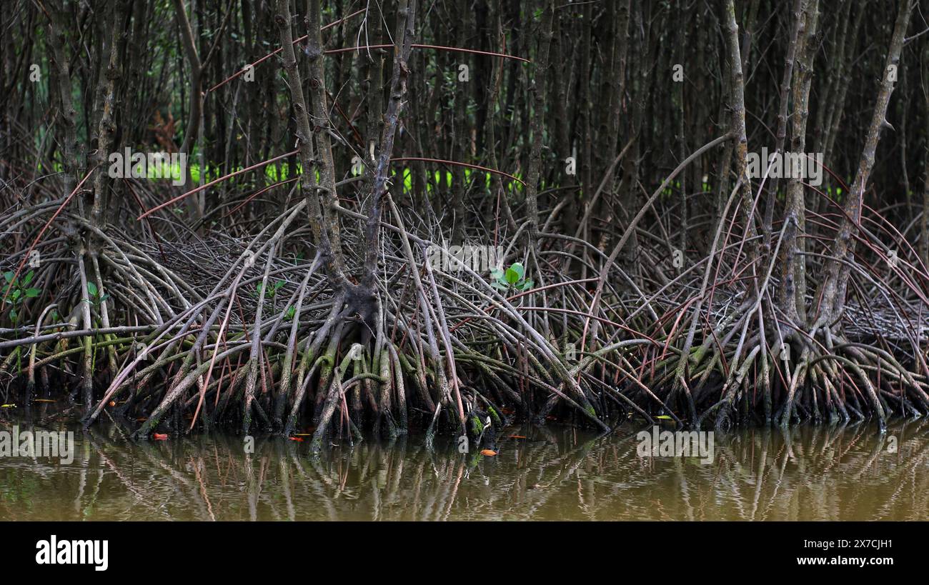 mangrove trees with dense roots in conservation forests Stock Photo - Alamy