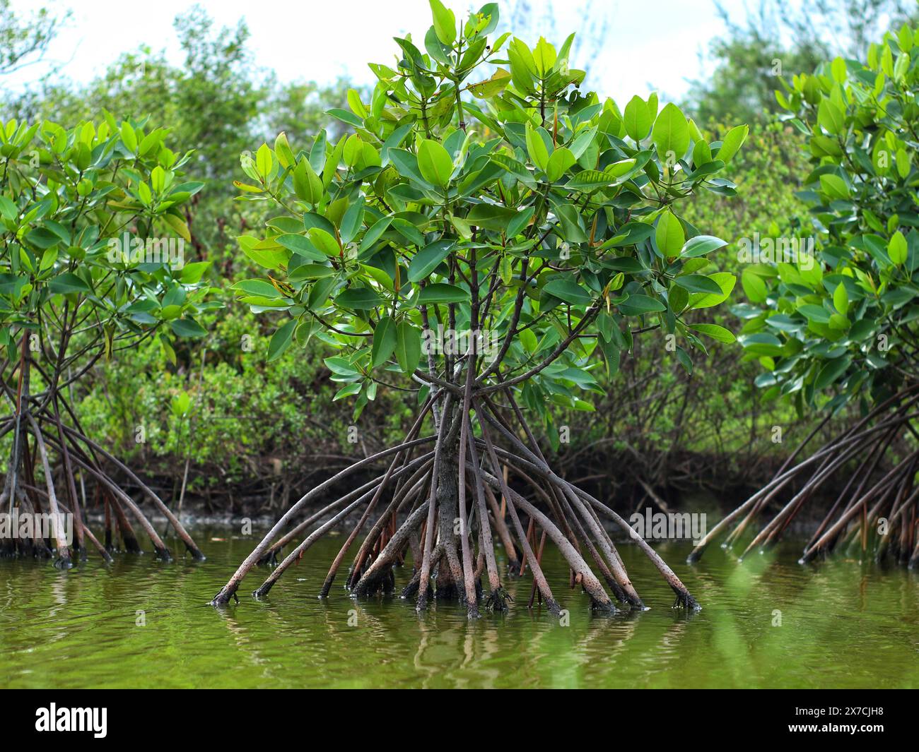 mangrove trees with dense roots in conservation forests Stock Photo - Alamy