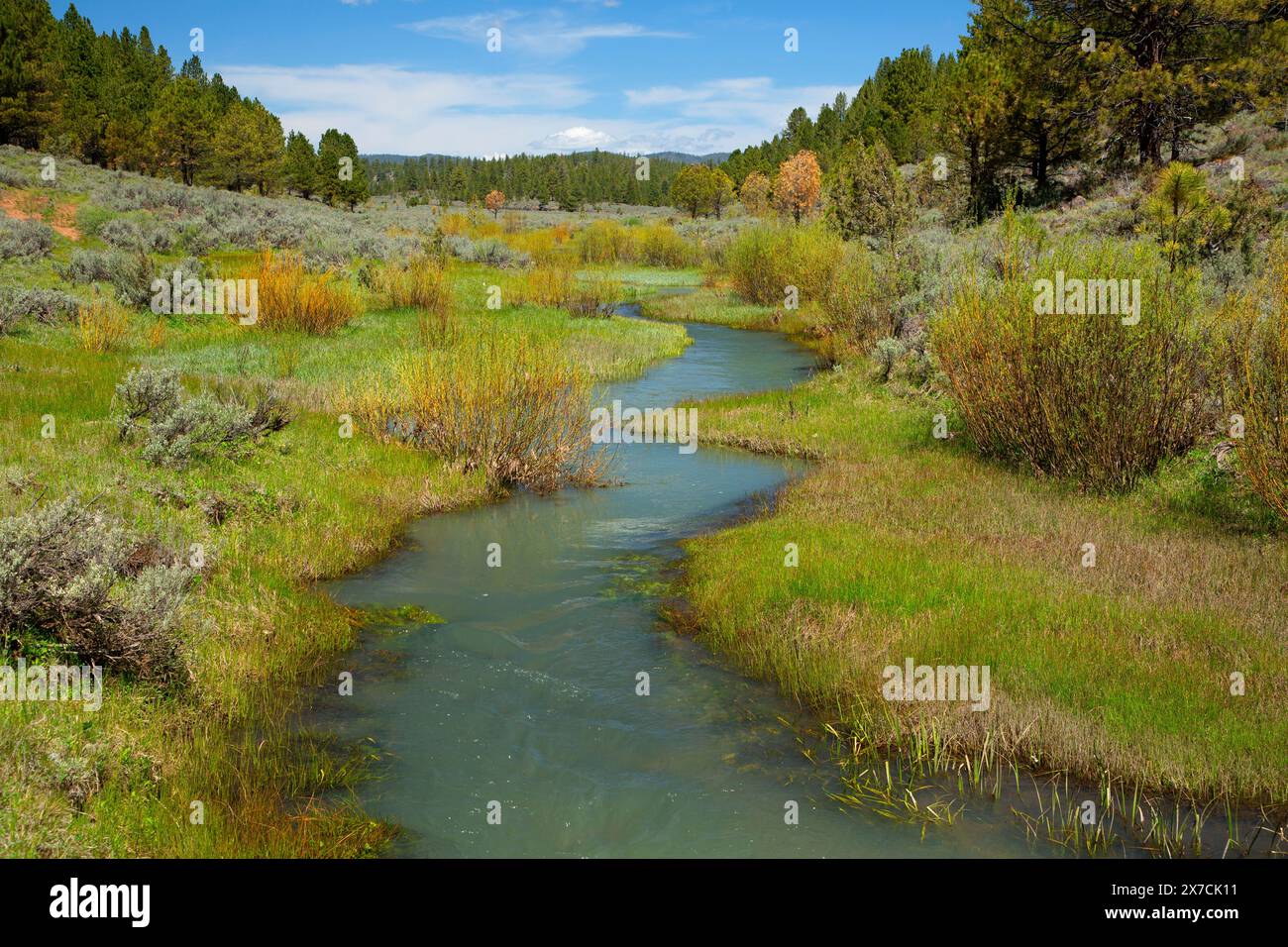 Pine Creek along Craft Cabin Trail, Malheur National Forest, Oregon ...