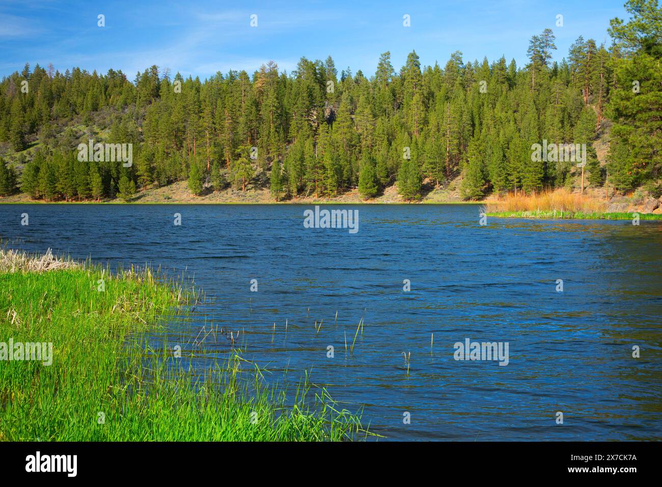 Yellowjacket Lake, Malheur National Forest, Oregon Stock Photo - Alamy