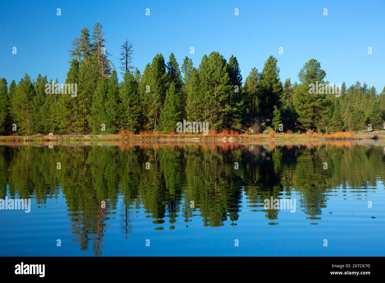Yellowjacket Lake, Malheur National Forest, Oregon Stock Photo - Alamy