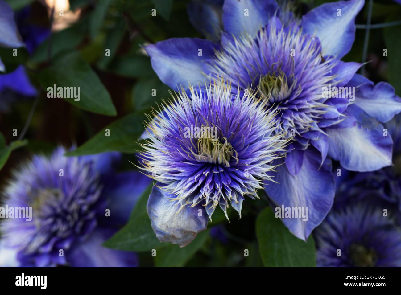 Clematis blooms in garden. Bright terry buds of climbing plant in ...