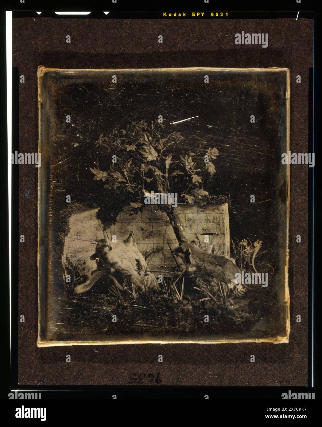 Still life with tree and two small, stuffed mammals, No case., Label ...