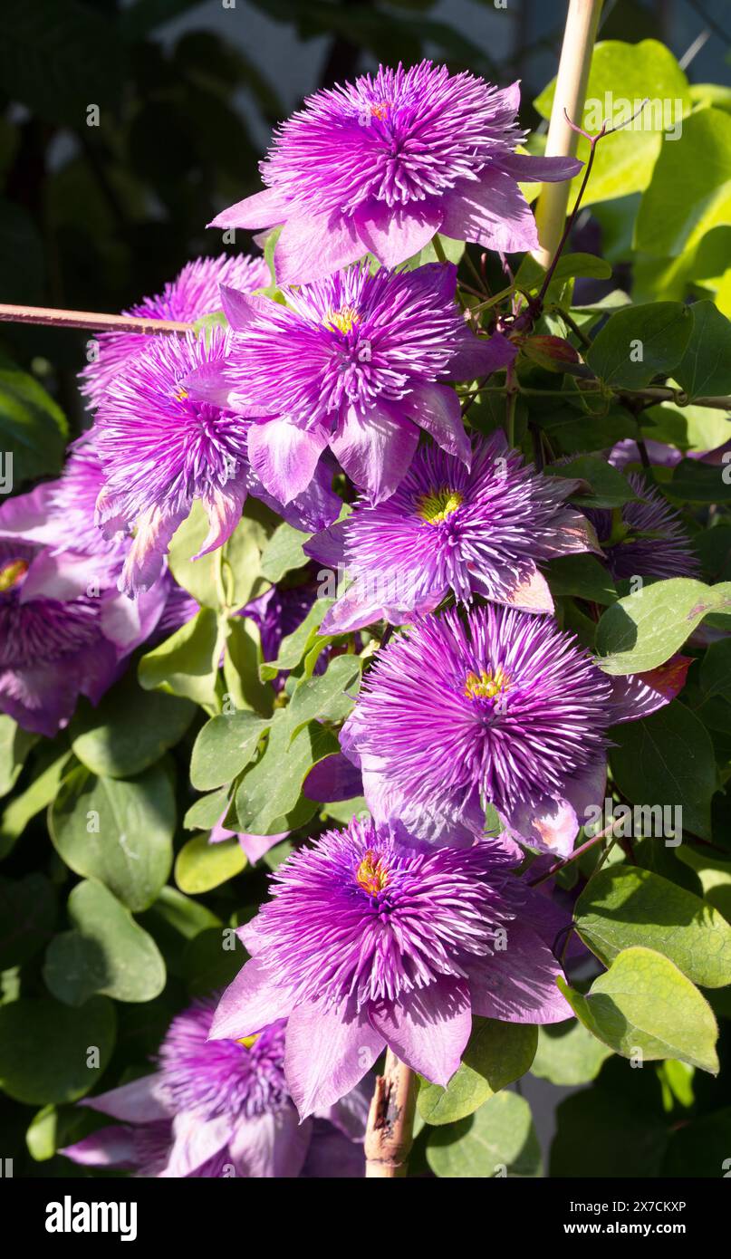 Clematis blooms in garden. Bright terry buds of climbing plant in ...