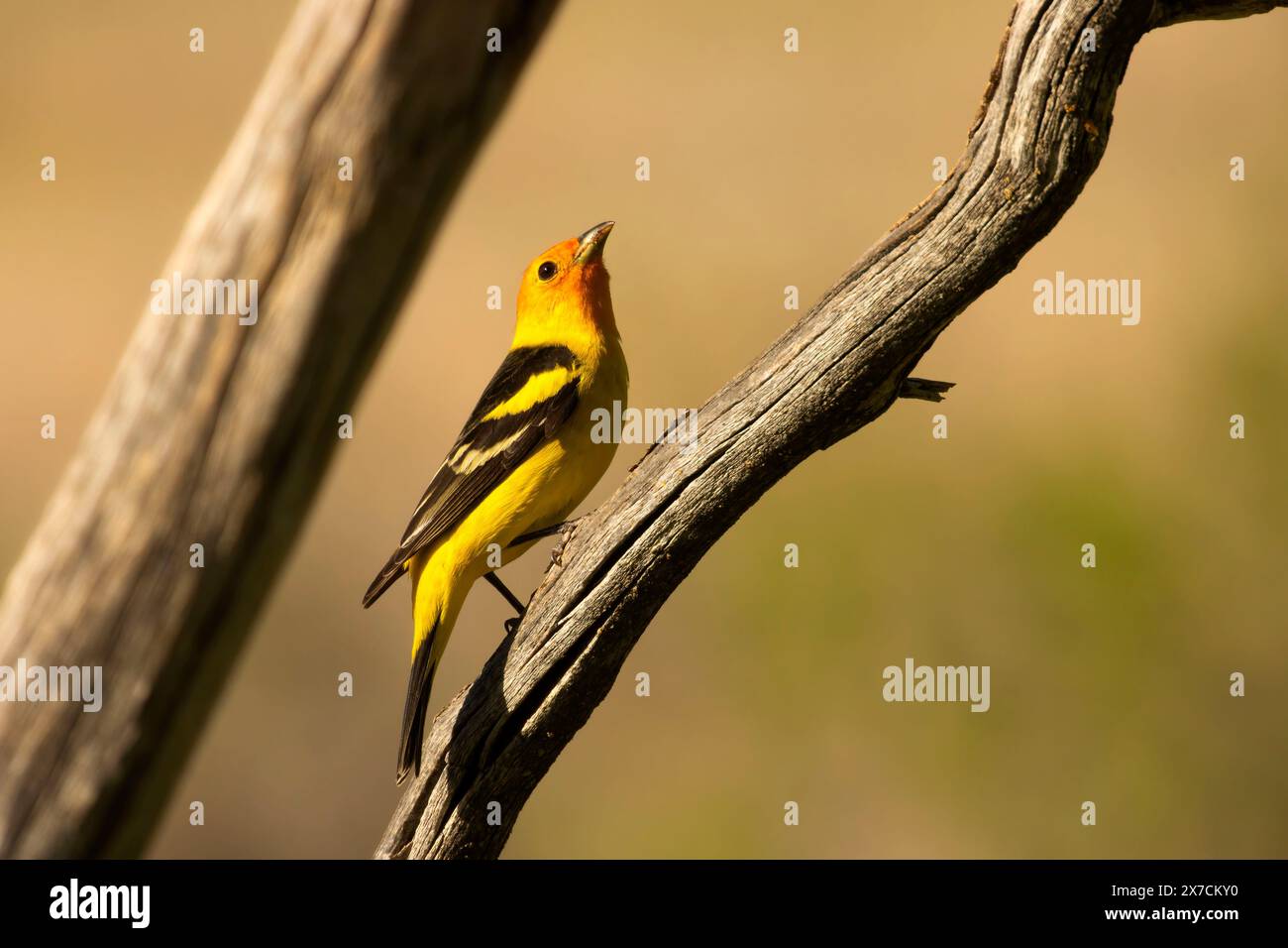Western tanager (Piranga ludoviciana), Malheur National Wildlife Refuge ...