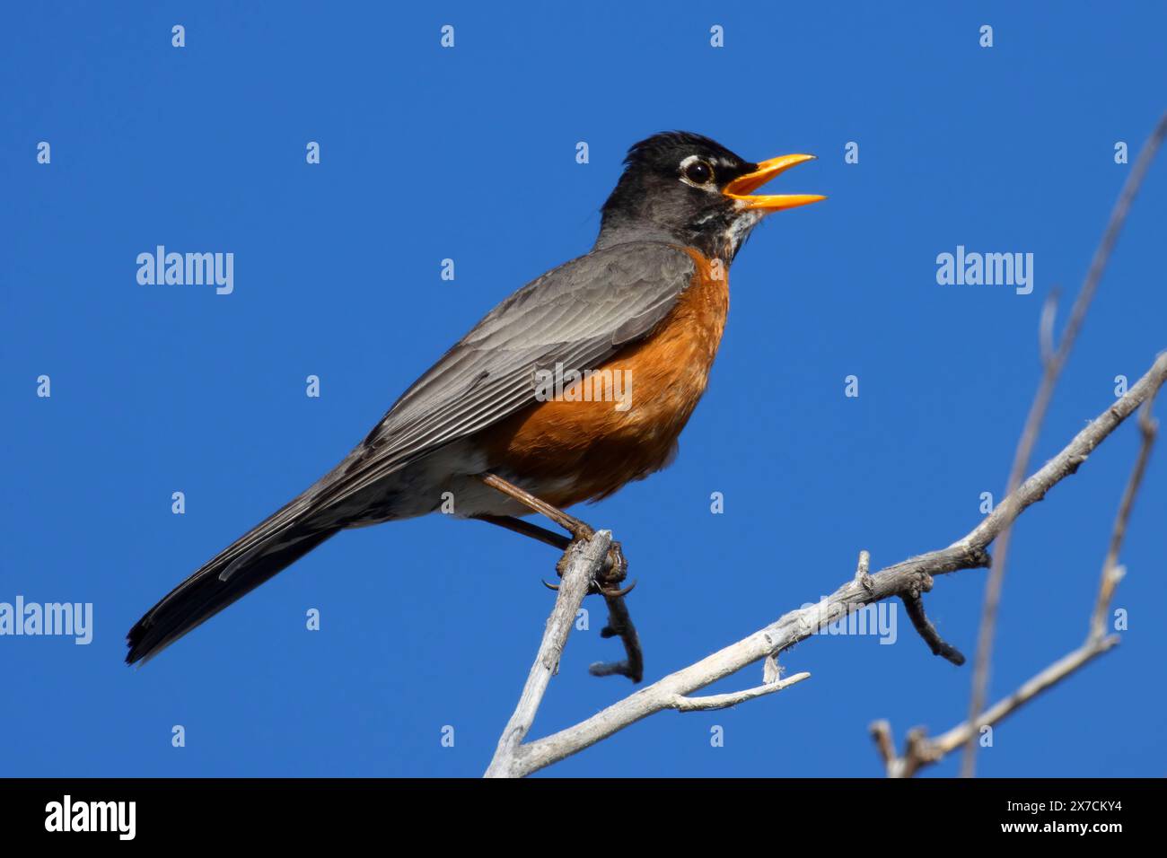 American robin (Turdus migratorius), Malheur National Wildlife Refuge ...